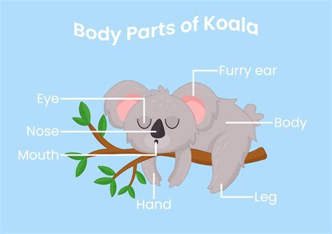 Vector Body Parts Of The Cute Cartoon Koala Animals Anatomy In English