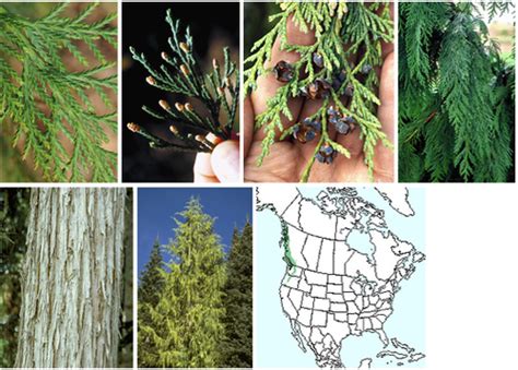 Oregon Trees Identification