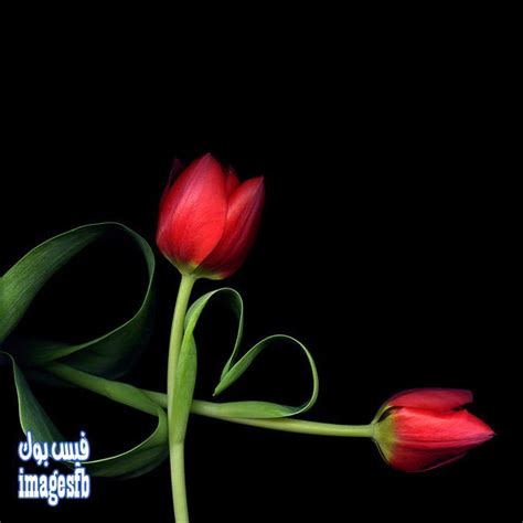 خلفيات لاب توب سوداء موسوعة الحياه