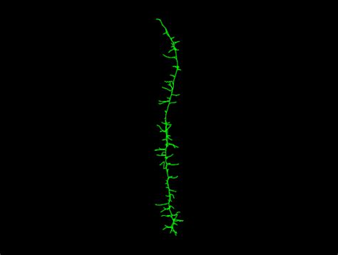 Detailed Cell Information Rebuild Dendritic Spine