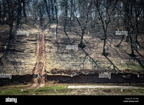 Hoia Baciu Forest