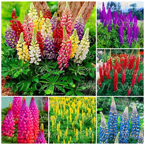 Buy Flower Seeds Lupin Pixie Delight Dwarf Seeds Flowering Plants For Canopy Garden [home