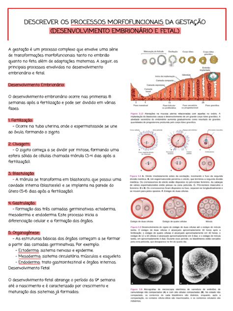 Desenvolvimento Embrionário Pdf