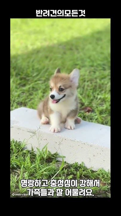 짧은 다리가 매력적인 웰시 코기 Youtube