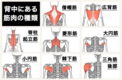 背中の筋肉がピクピクする 筋肉 痙攣 ピクピク 二の腕 Fbzdk