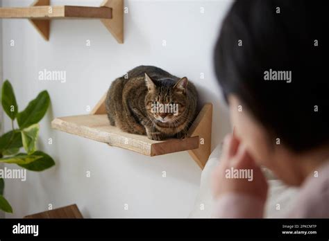 Cat And Woman Sitting On Cat Step Stock Photo Alamy