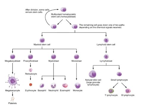Hematological Malignancies Diffuse Large B Cell Lymphoma Dlbcl