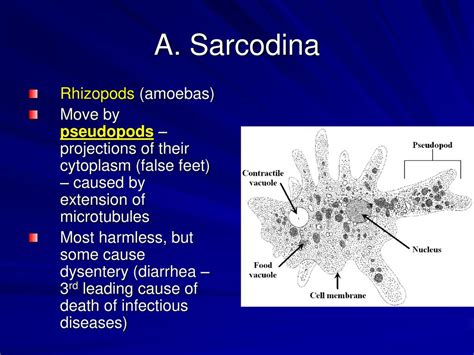 Attack Of The 6 X 10 4 Ft Protist Ppt Download
