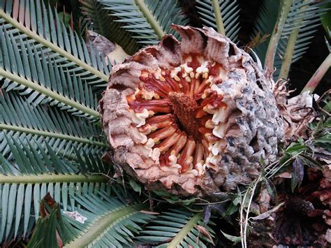 How To Grow Dioon Edule Earthone