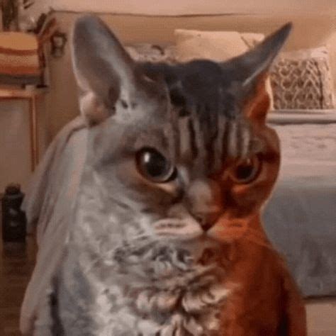 Angry Cat Memes