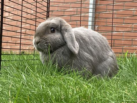 Lady Poochie In All Her Majesty 😂 R Rabbits