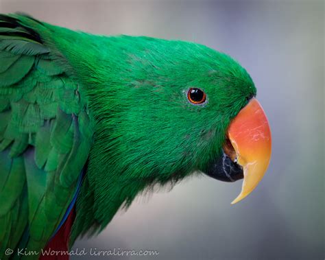 Eclectus Parrot Lifespan Eclectus Parrot Eclectus Roratus