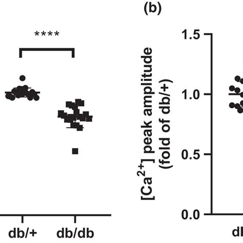 Contractility And Ca²⁺ Peak Amplitude Are Diminished In Adult