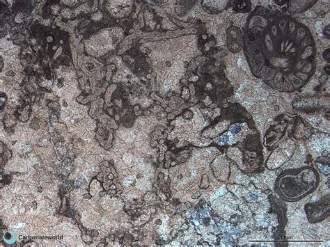 Green Algae Carbonateworld