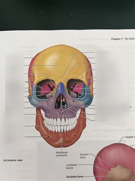 Facial Bones Diagram Quizlet