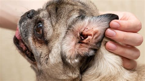 Otite Em Cães Sintomas Tratamento E Prevenção