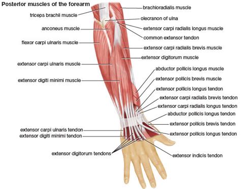 What Is Tennis Elbow Causes Symptoms And Treatment