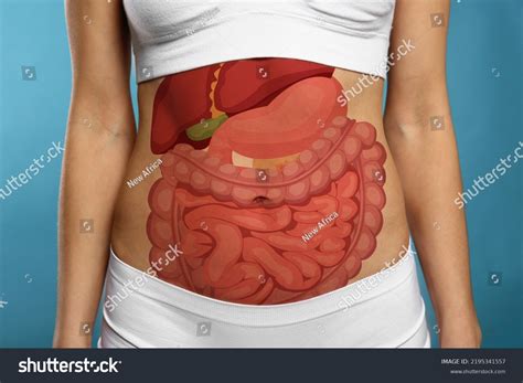 Abdomen Anatomy Female Left Organs Female Anatomy Diagram Images