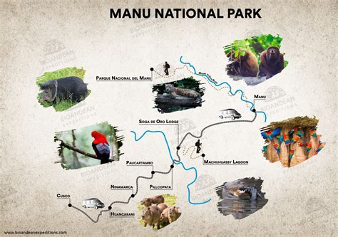 Manu Jungle Tour 3d2n Bioandean Expeditions