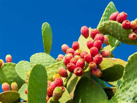 Red Cactus Fruit