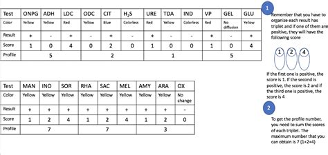 [solved] You Have Just Completed An Api 20e On An Unknown Sample Interpret Course Hero