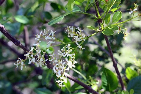California Ash How To Identify The Common Native Trees Of North
