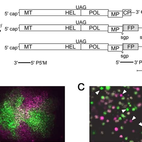 Lipid Binding Assays A Proteinlipid Overlay Assay Using Purified