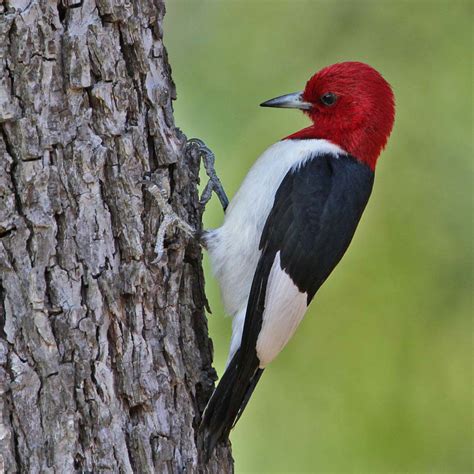 What Woodpecker Looks Like A Downy Woodpecker