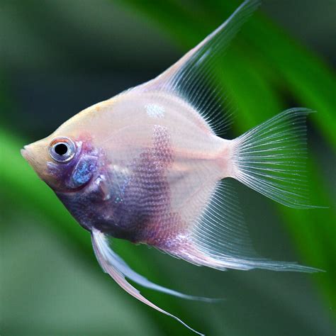 13 Types Of Angelfish For Your Freshwater Aquarium With Images