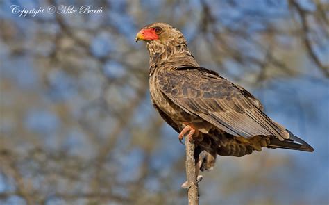 Bateleur Eagle Focusing On Wildlife