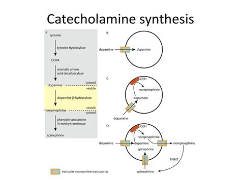 Acetylcholine Synthesis Pathway