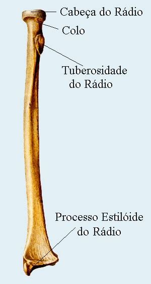 Cinesiologia Osteologia