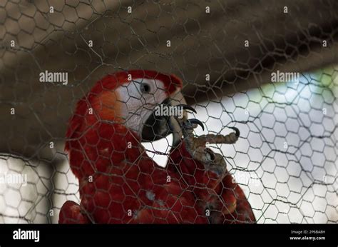 Captive Scarlet Macaw Ara Macao Part Of A Breeding Program At Guacamayas Chiapas State