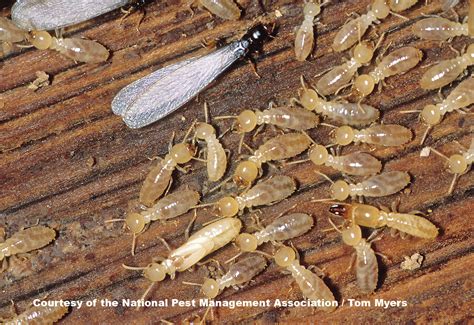 Subterranean Termites Swarmers