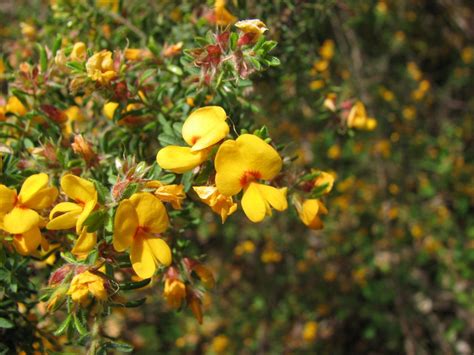 Pultenaea Villosa Australian Plants Society