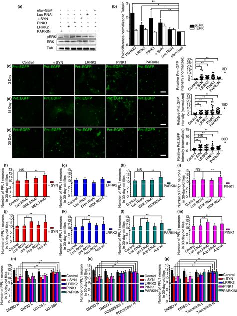 Attenuation Of Mek‐erk‐ets Signaling Activity Prevented Dopaminergic Download Scientific