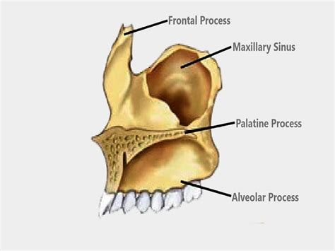 Maxillectomy Surgery In India