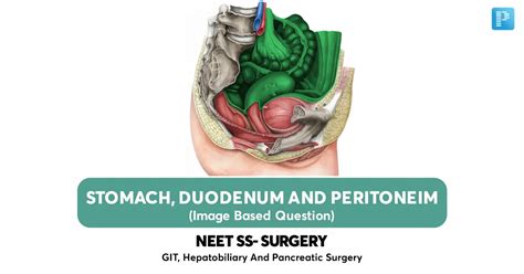 Image Based Questions On Stomach Duodenum And Peritoneim