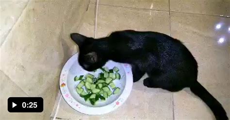 My Cat Keeps Annoying Me Every Night Until I Give Him Some Cucumbers To