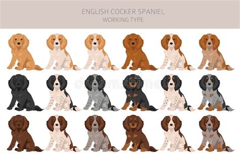 English Cocker Spaniel Working Type Field Bred Clipart And Seamless