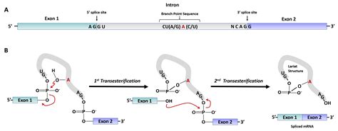 26 2 Rna Processing Biology Libretexts