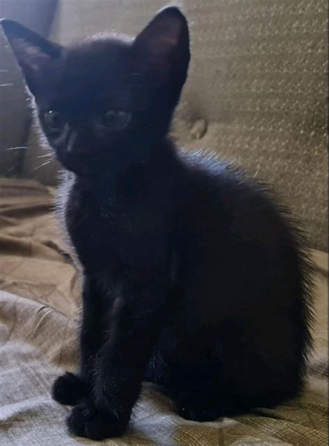 Smol As A Remote Controller Rillegallysmolcats Smol As A Remote Controller Rillegallysmolcats