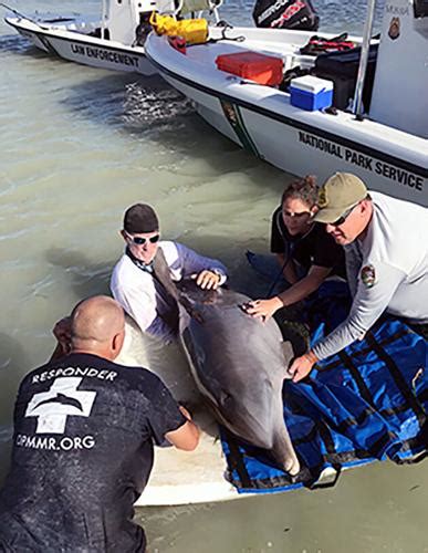 Marine Mammal Rescue Group Looks To Expand Operations Local News