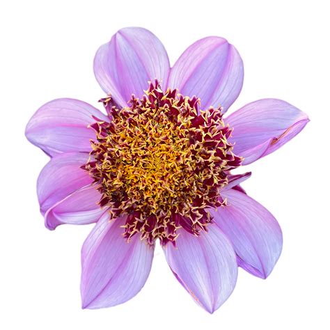 Dads Favorite Bumbleebee Dahlias