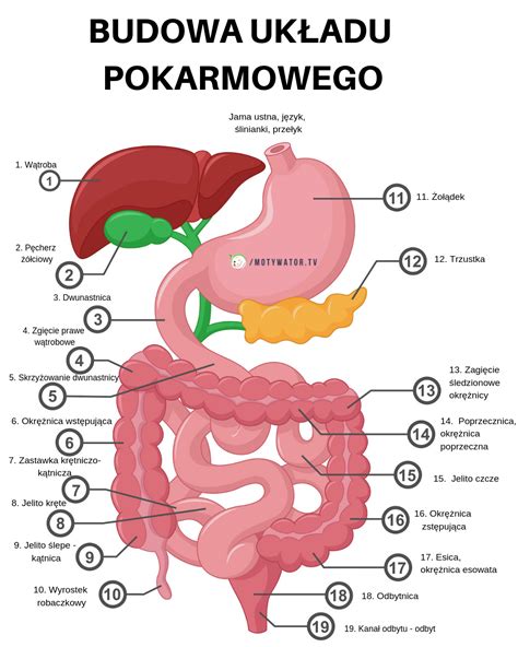 Budowa Układu Pokarmowego Jak Działa żołądek Wątroba Trzustka