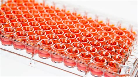 Mastering The Mat A Comprehensive Guide To Pyrogen Detection