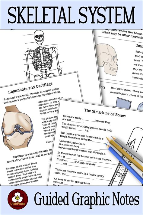 Skeletal System Guided Graphic Notes With PowerPoint Guided Notes Skeletal System Human Body