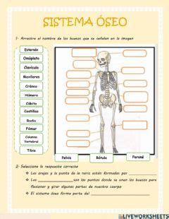 A Diagram Of The Human Body With Words In Spanish And English