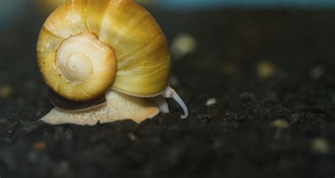 How To Cook Apple Snail Meat Our Everyday Life