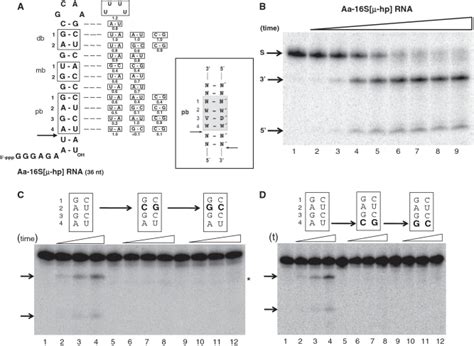 Base Pair Sequence Dependence Of Reactivity Of A Minimal Substrate A